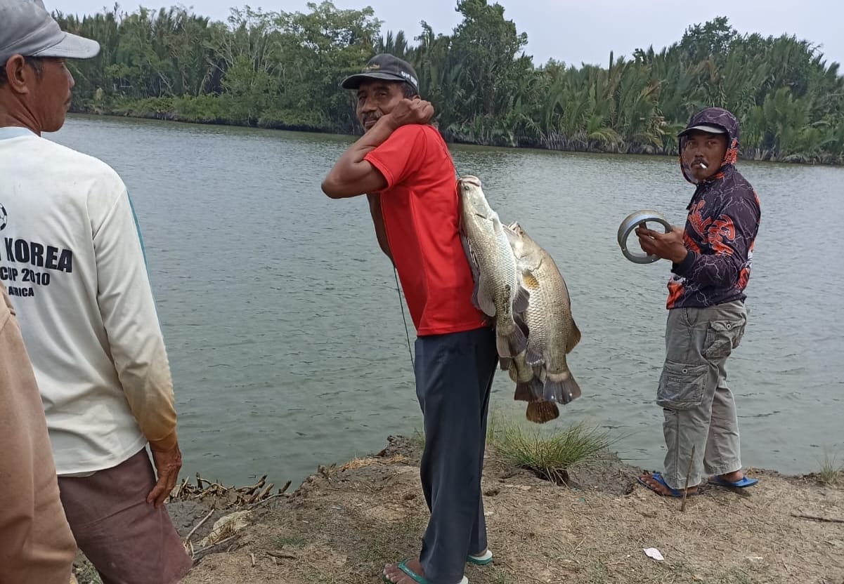 Jembatan Induk Bumi Dipasena Abadi Surga Pemancing Ikan Kakap di ...